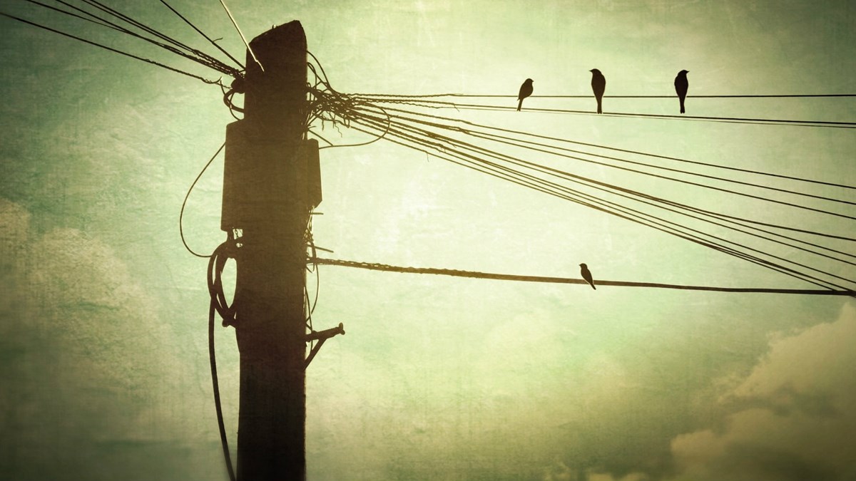 And now… the Internet of Animals!, The Green Network | TelecomTV