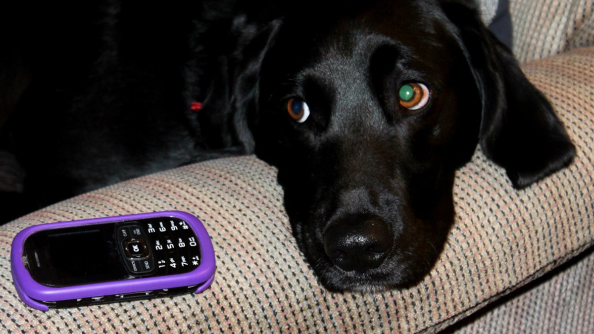 Please Sir, the dog ate my handset, Devices | TelecomTV