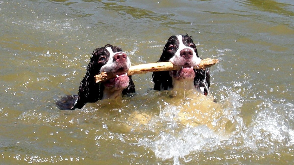 Sharing LTE spectrum with WiFi users: would that be classed as ultra ...