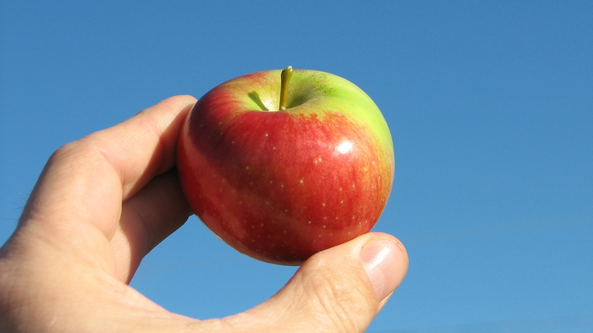 The Apple iPhone picking season nears: time for an up-sizing?, Devices ...